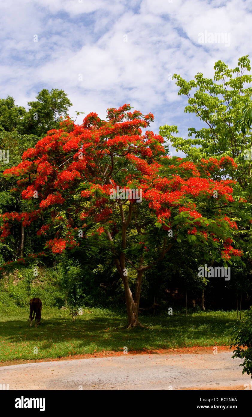 Famous gravesite and red tree of Alberto del Gado Gado a successful spy ...