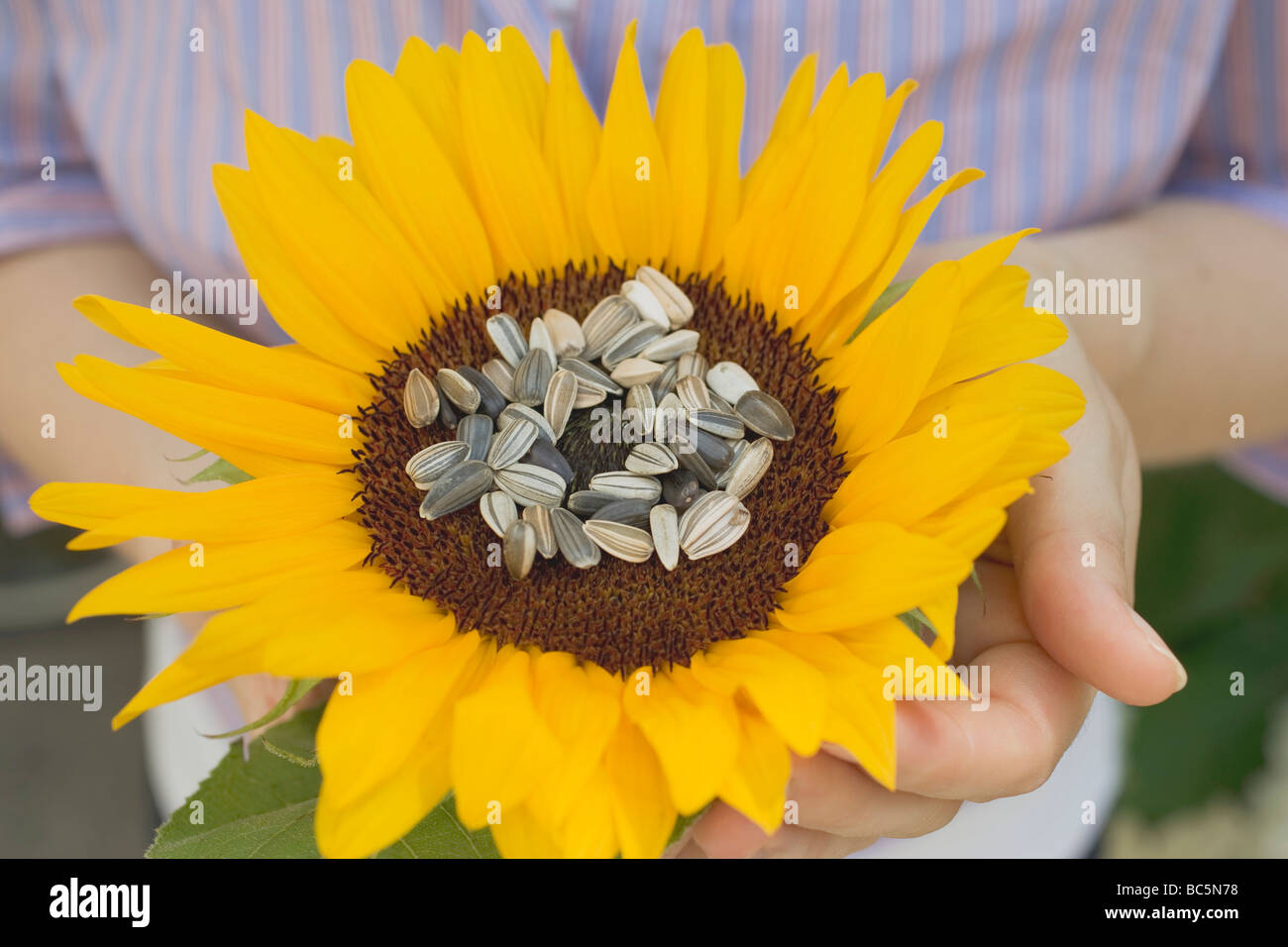 A sunflower with unshelled sunflower seeds Stock Photo - Alamy