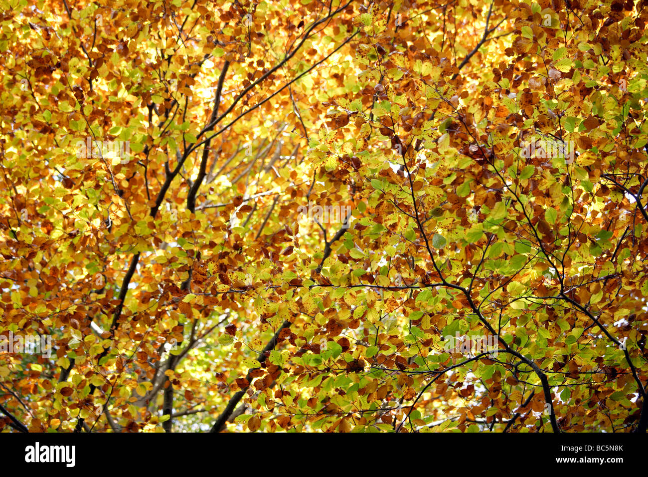 Germany, Bavaria, Common beech (Fagus sylvatica), close up Stock Photo ...