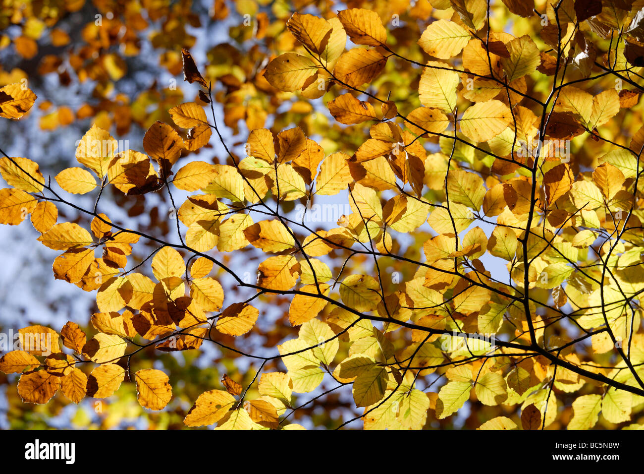 Germany, Bavaria, Common Beech (Fagus sylvatica), close up Stock Photo ...