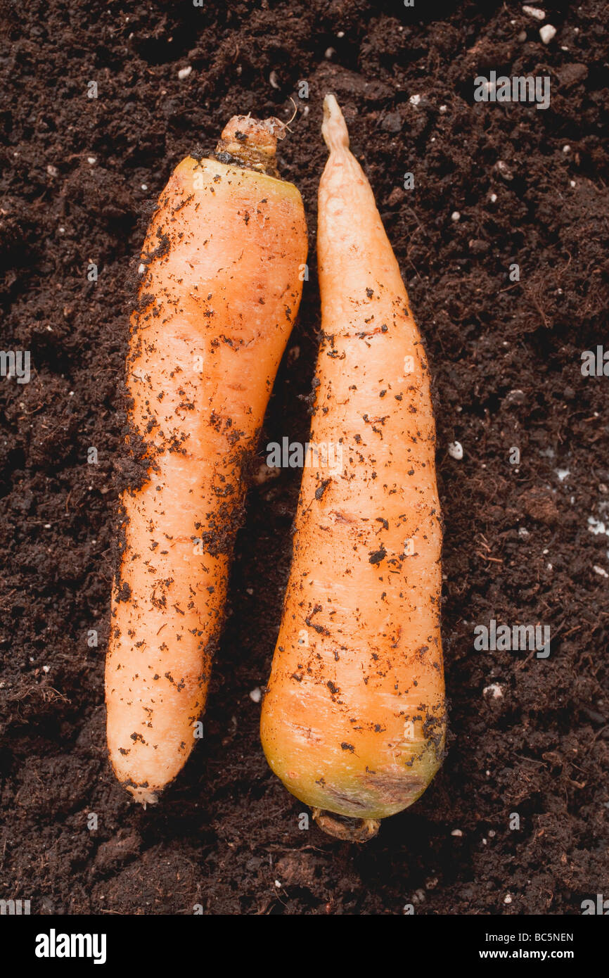 Two carrots on soil Stock Photo - Alamy