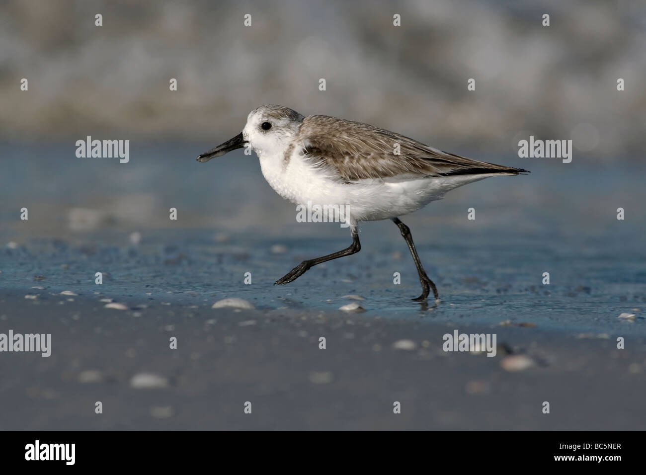 Shoreline running hi-res stock photography and images - Alamy