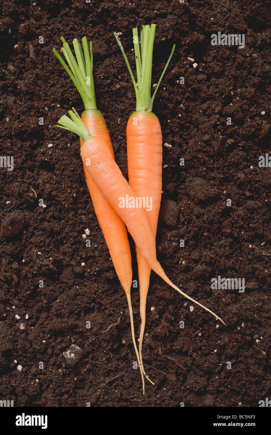 Three carrots on soil Stock Photo - Alamy