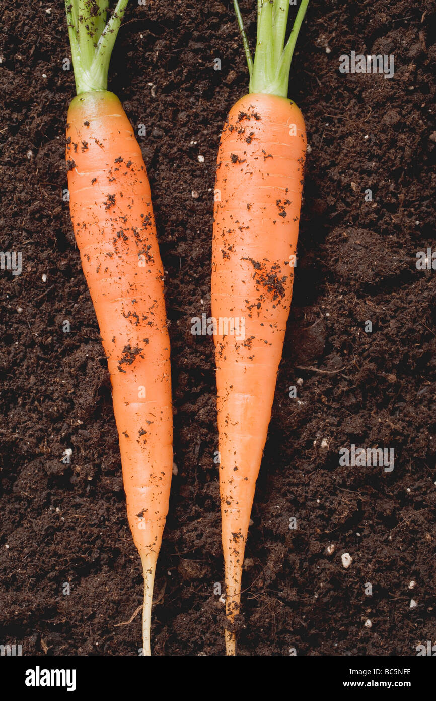 Two carrots on soil Stock Photo - Alamy