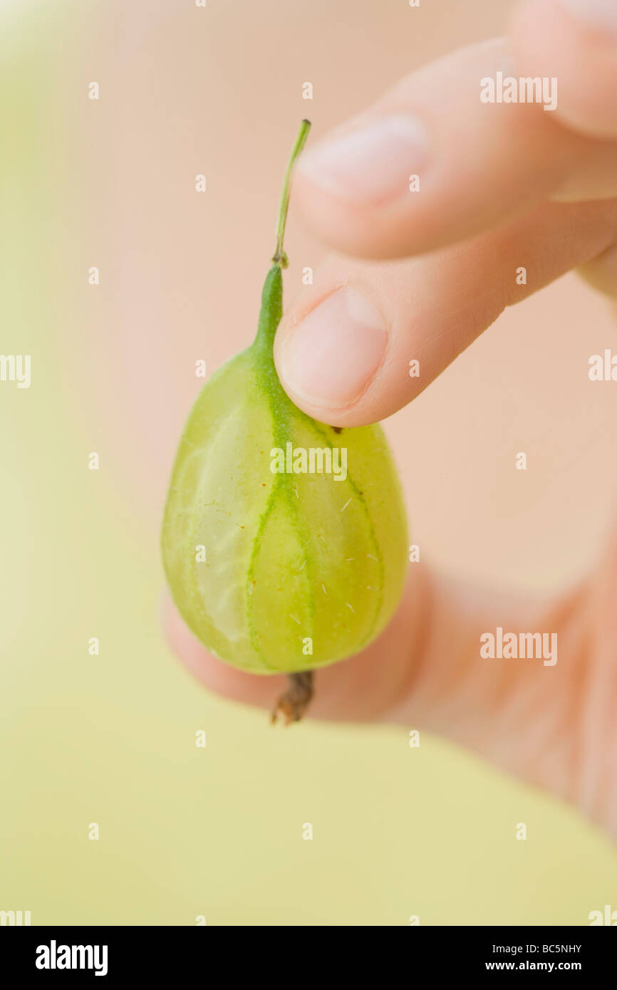 Hand holding a gooseberry Stock Photo - Alamy