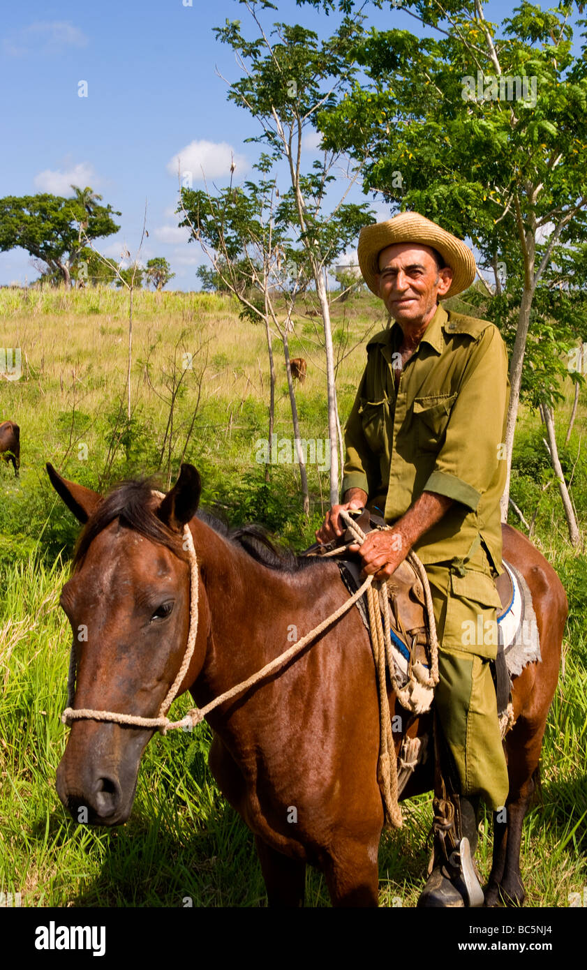 Older cowboys riding horses collecting cows in farmland country near ...