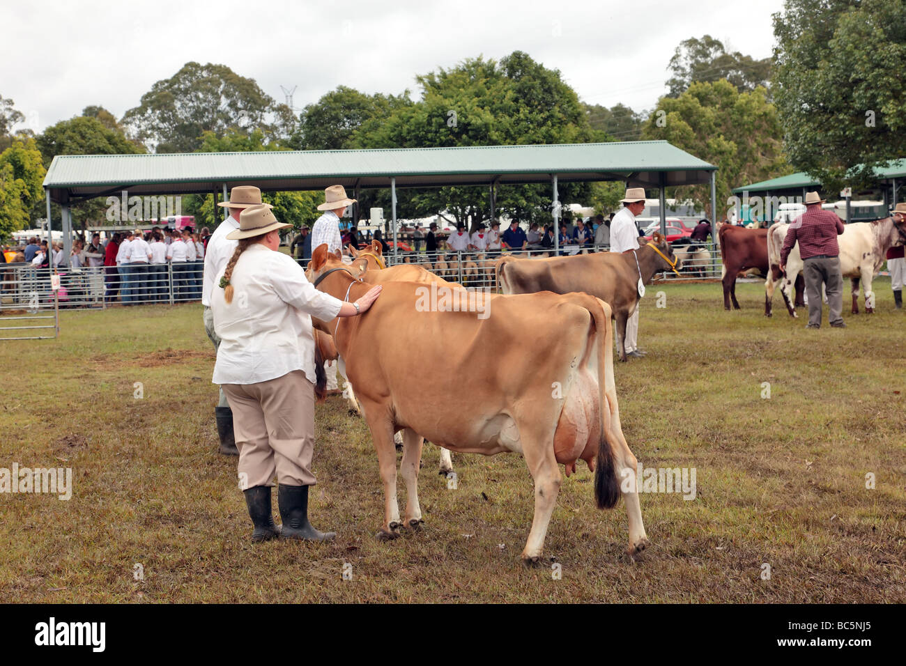 Dairy cattle being paraded for judging at a local agricultural show ...