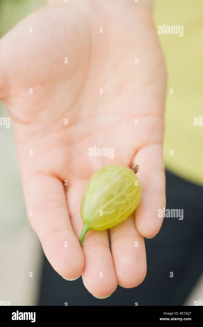 A gooseberry on someone's hand Stock Photo - Alamy