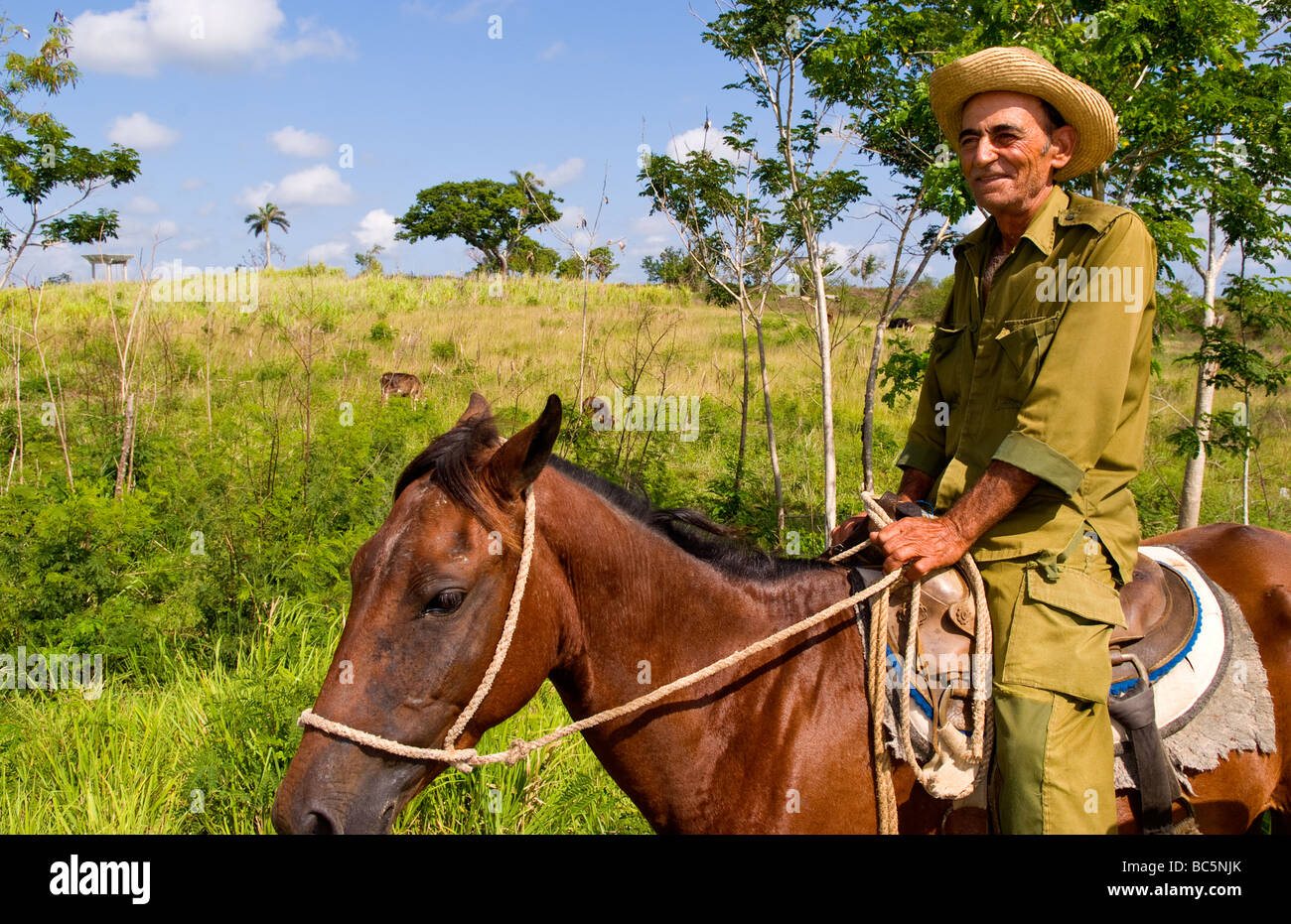 Older cowboys riding horses collecting cows in farmland country near ...