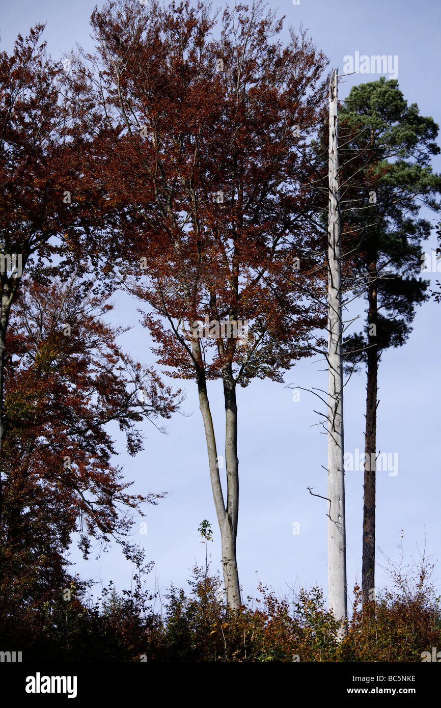 Germany, Bavaria, Forest dieback, Common beeches and Pines Stock Photo ...