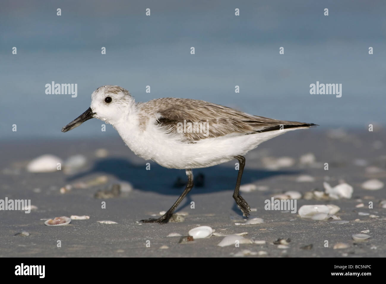 Sanderling running hi-res stock photography and images - Alamy