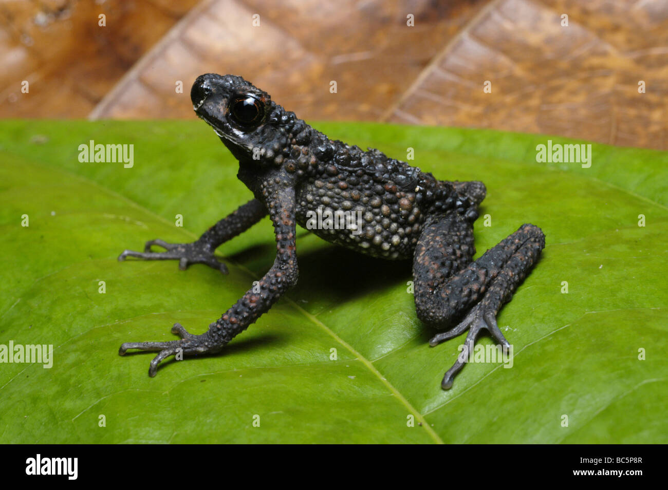Kinabalu Stream Toad, Ansonia spinulifer, sitting on a leaf Stock Photo ...