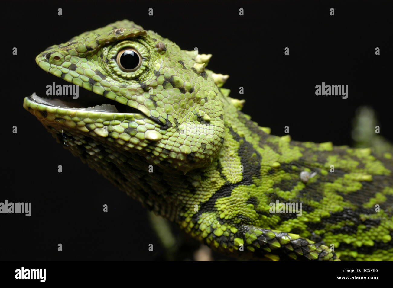 Eyebrow lizard hi-res stock photography and images - Alamy