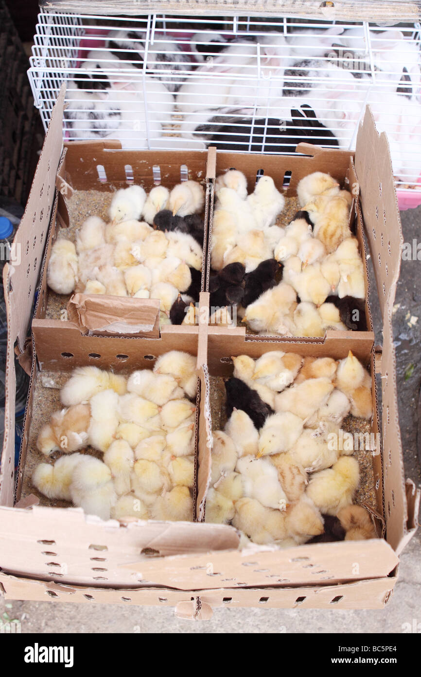 Chicks for sale hi-res stock photography and images - Alamy