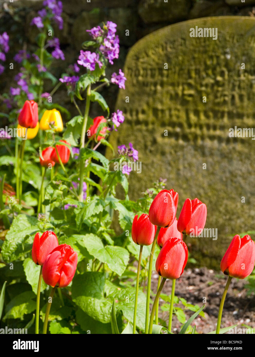Pretty spring flowers amongst the headstones in the graveyard of St ...