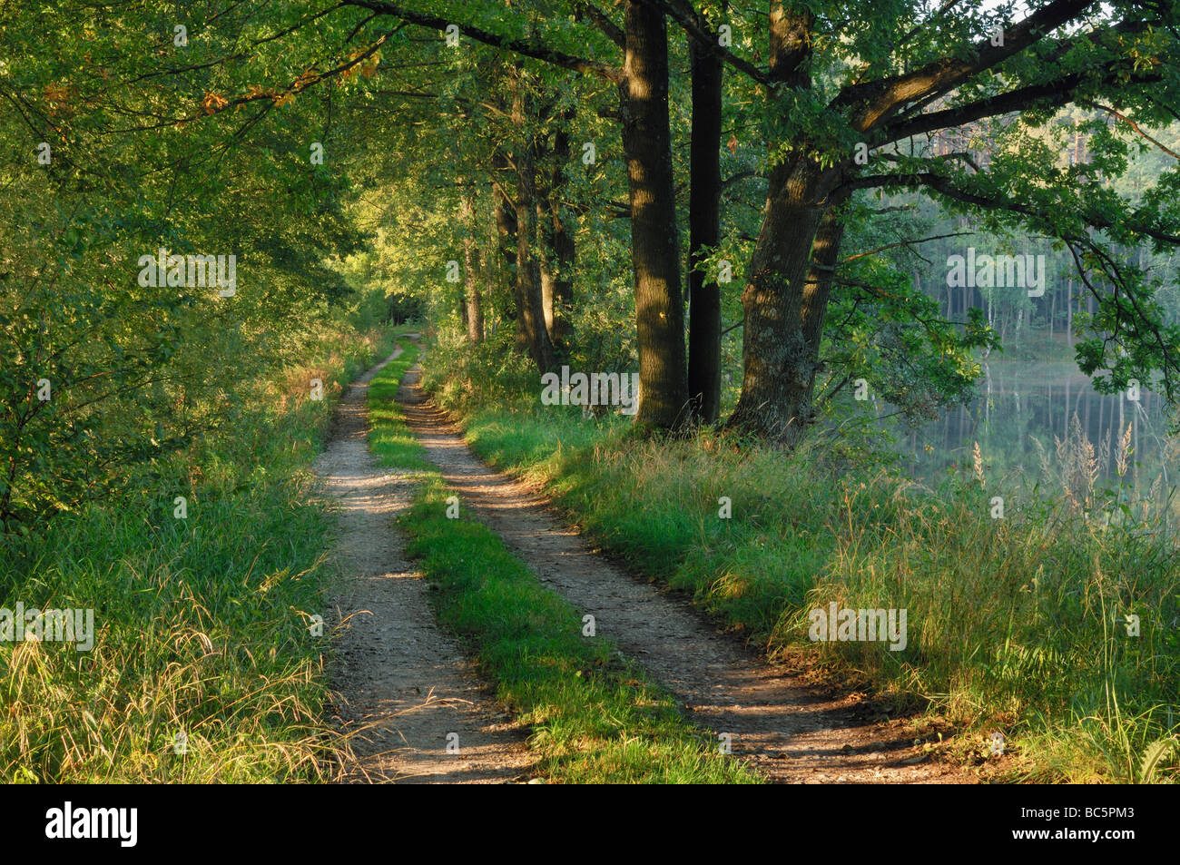 Germany, Bavaria, Path through forest Stock Photo - Alamy