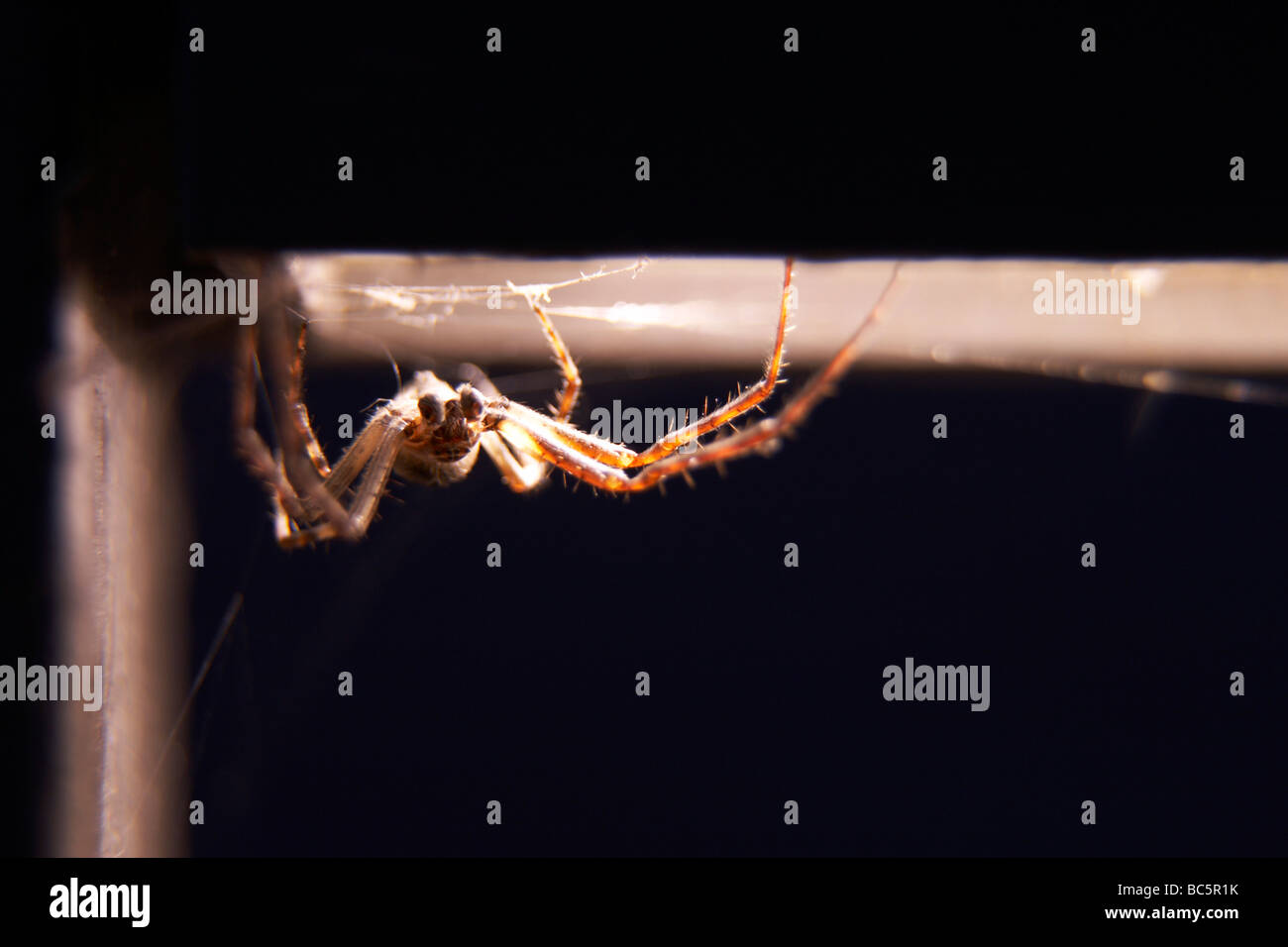 Bridge spider (Larinioides sclopetarius), close up Stock Photo - Alamy