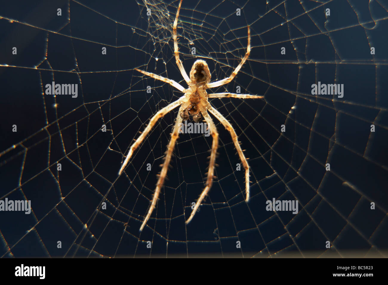 Bridge spider (Larinioides sclopetarius), close up Stock Photo - Alamy