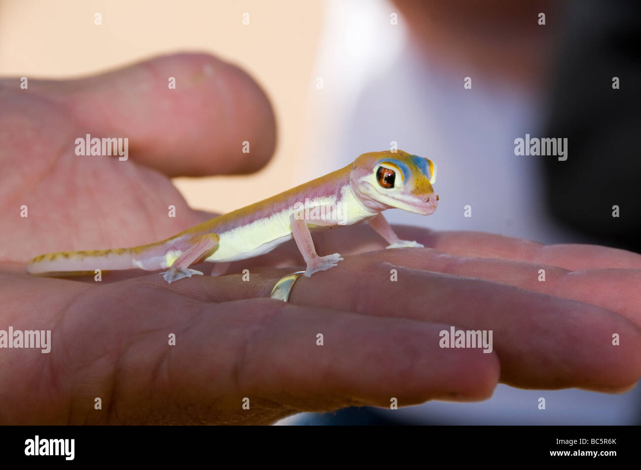 colorful Palmato Gecko, one of the creatures of the Namib Naukluft ...