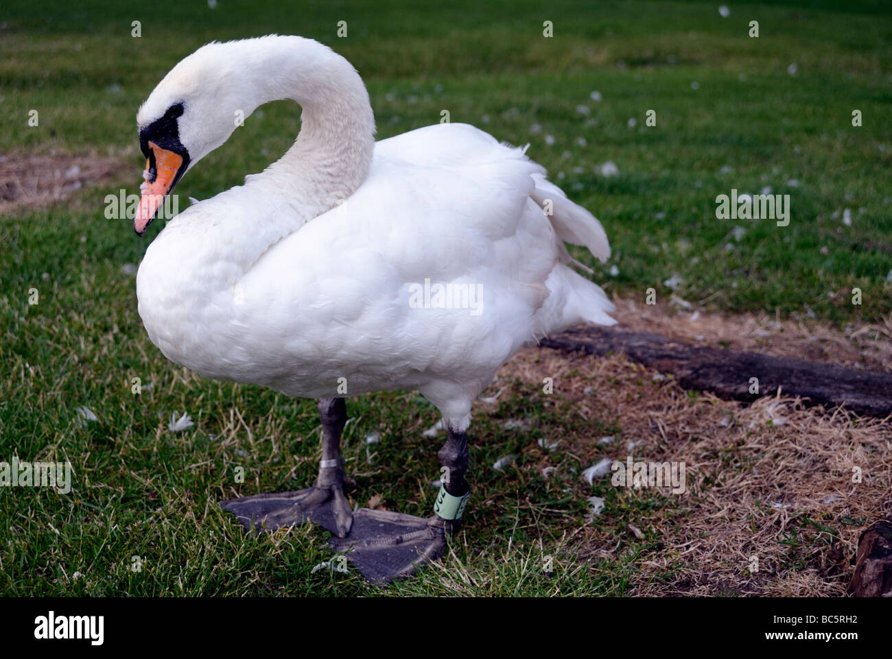 Swan grass hi-res stock photography and images - Alamy