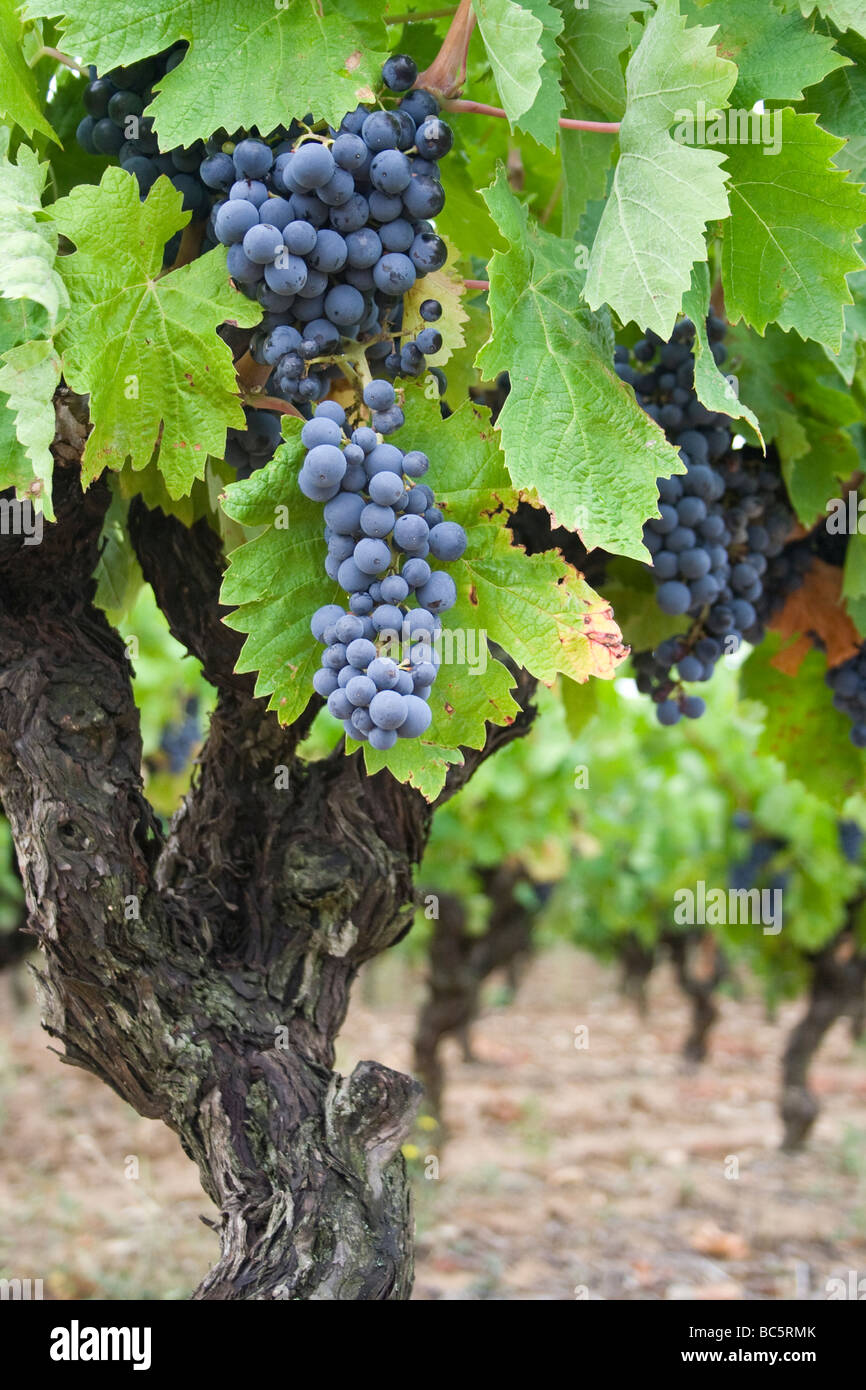 Vineyard vine yard grape clusters hi-res stock photography and images ...