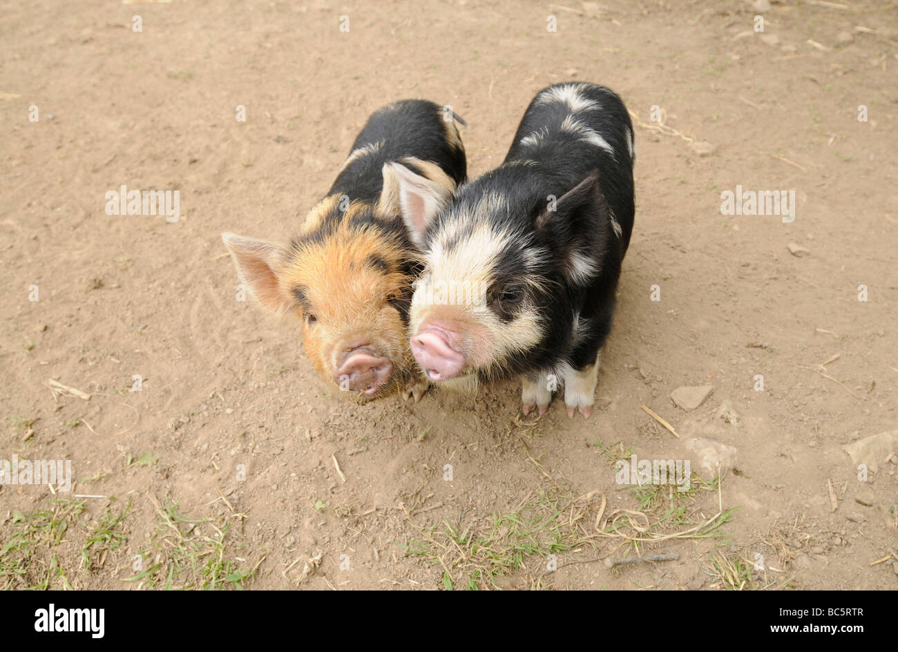 Kune Kune piglets on a Cornish farm Stock Photo - Alamy