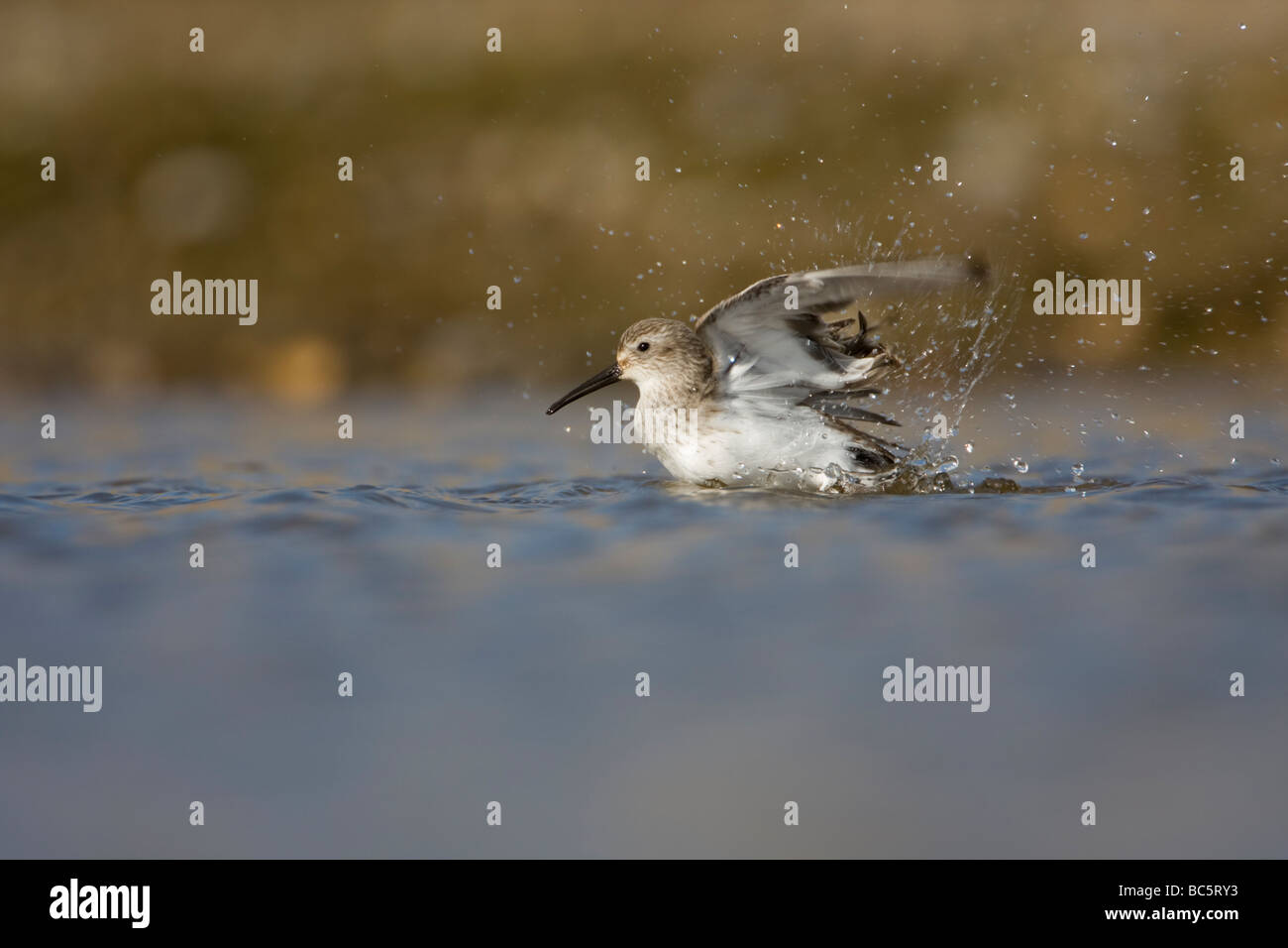 Dunlin uk marsh hi-res stock photography and images - Alamy