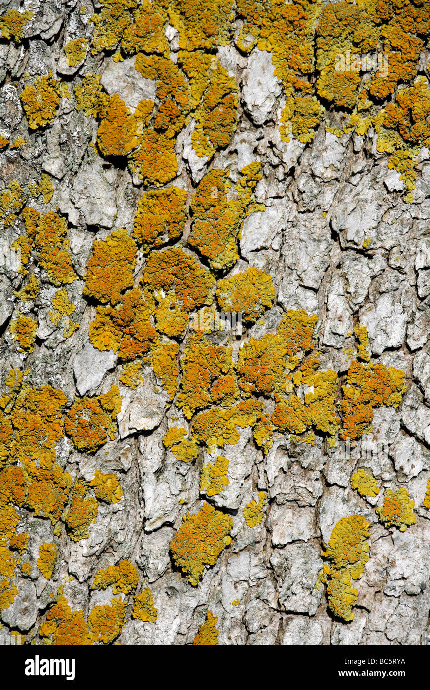 Norway Maple (Acer platanoides L.), Tree bark, close up Stock Photo - Alamy
