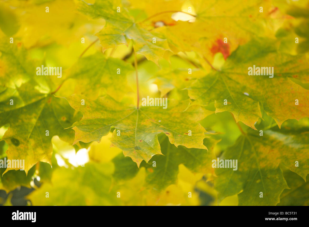 Germany, Bavaria, Norway Maple (Acer platanoides L.), close up Stock ...