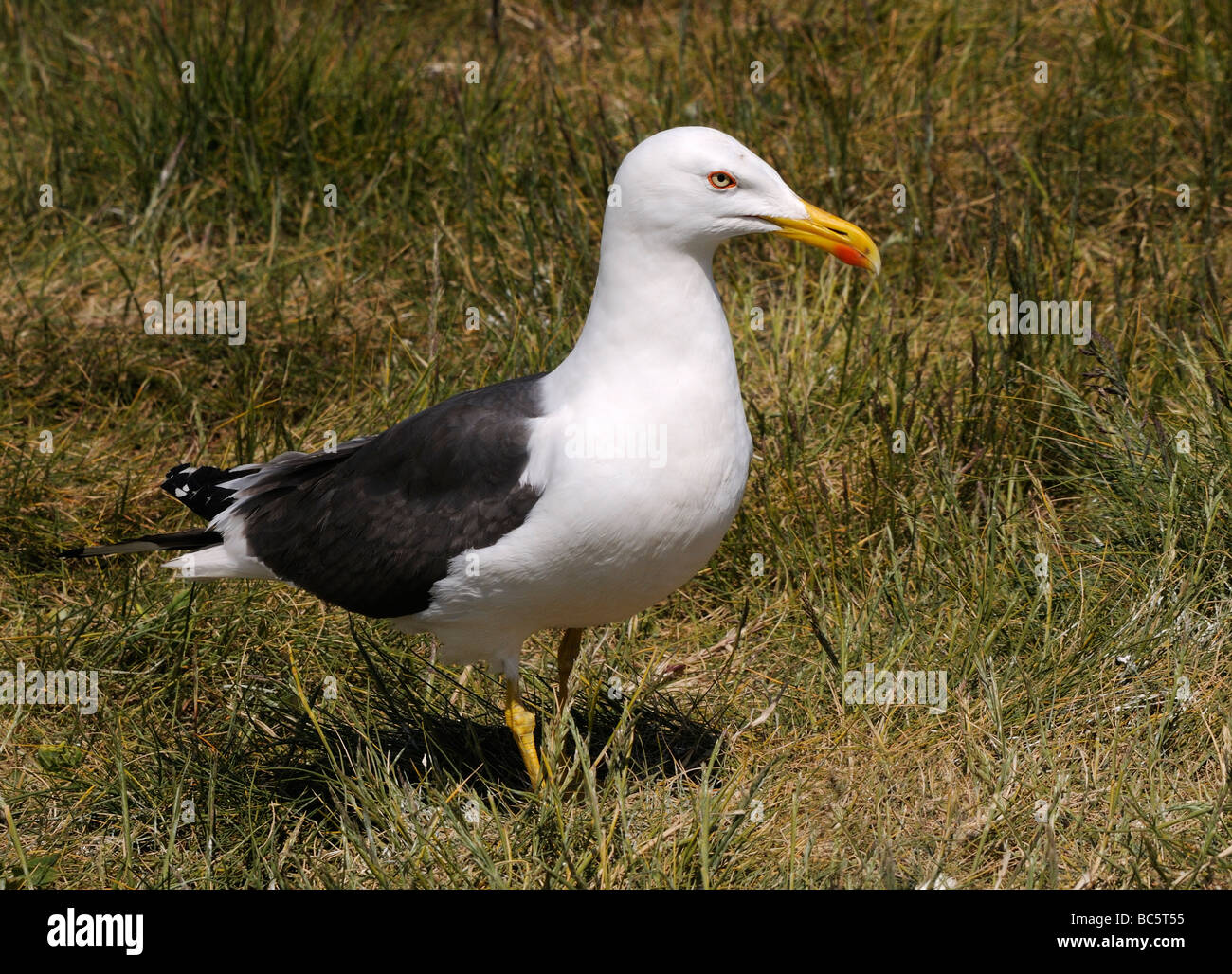 Lesser Black-backed Gull (Larus fuscus Stock Photo - Alamy