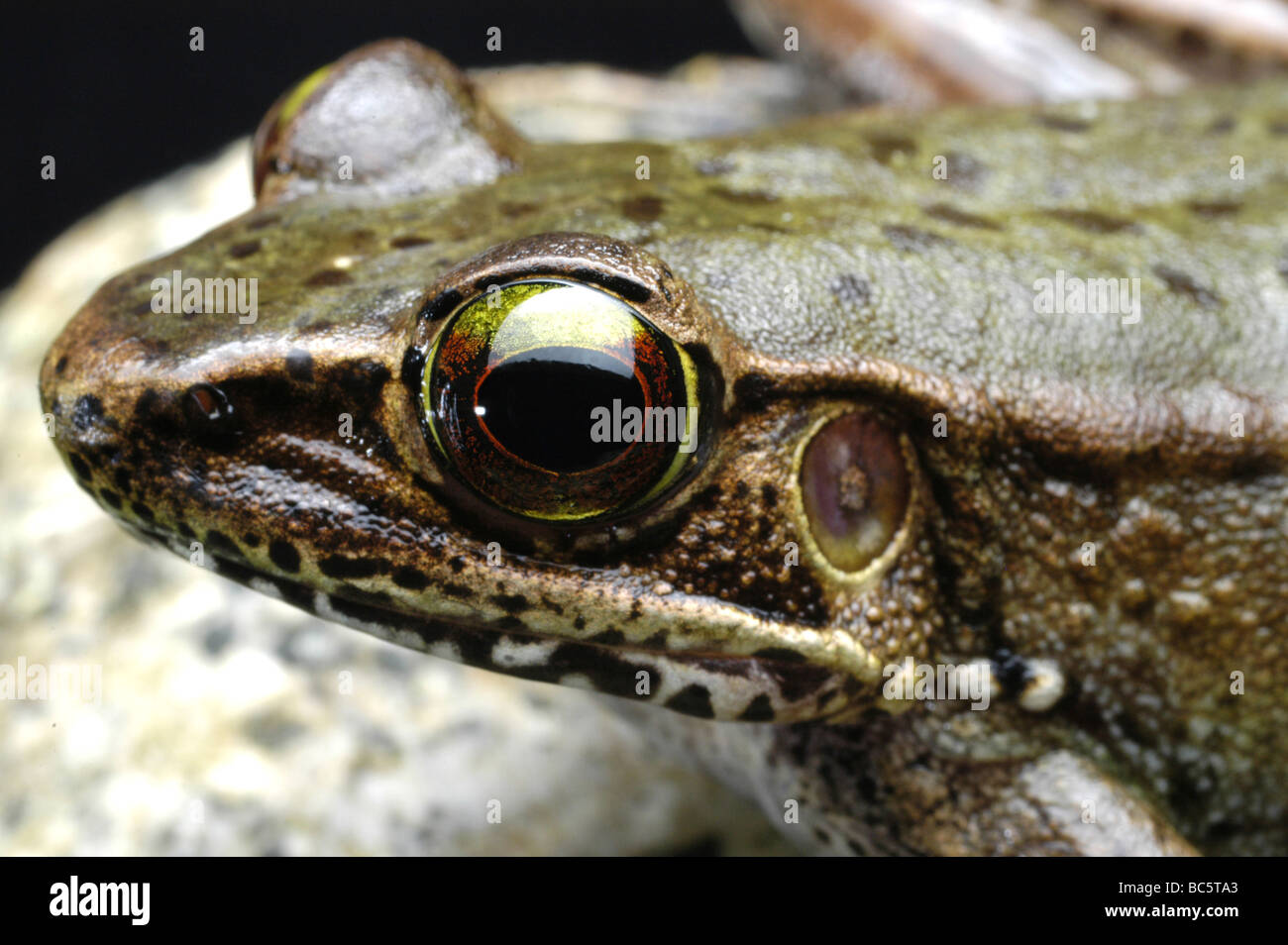 Torrent Frogs High Resolution Stock Photography and Images - Alamy