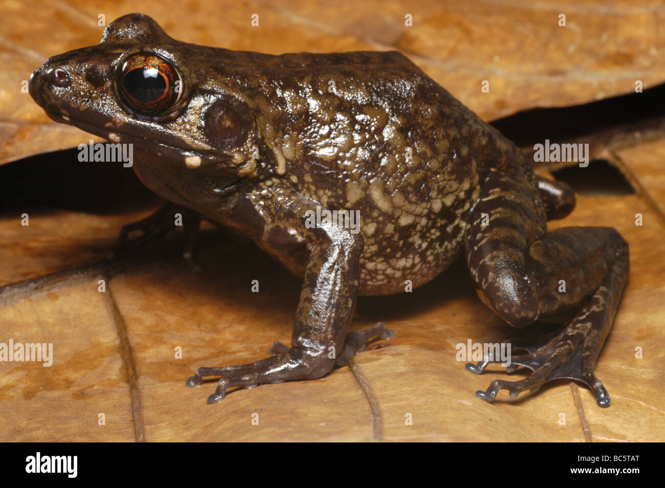 Poison gland hi-res stock photography and images - Alamy