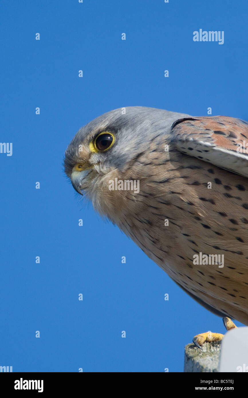 Common Kestrel, Falco tinnunculus Stock Photo - Alamy