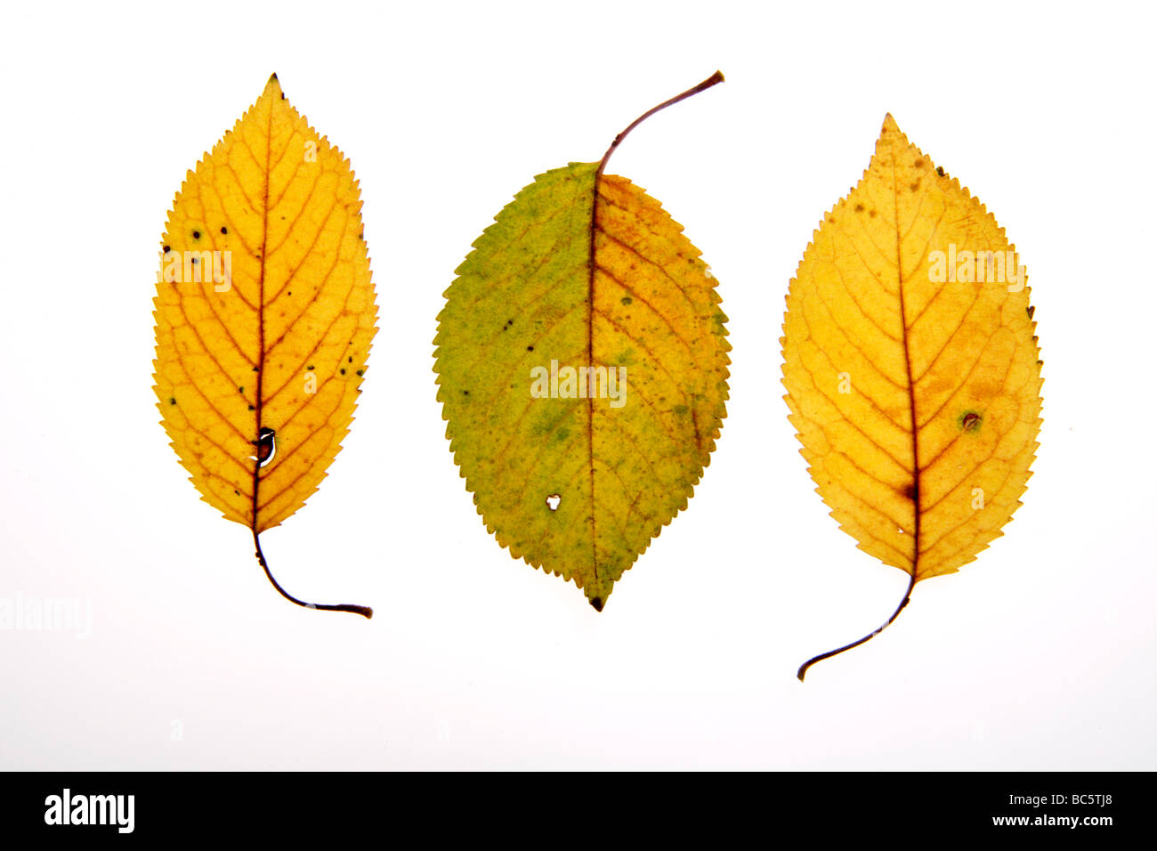 Different flowering structure hi-res stock photography and images - Alamy