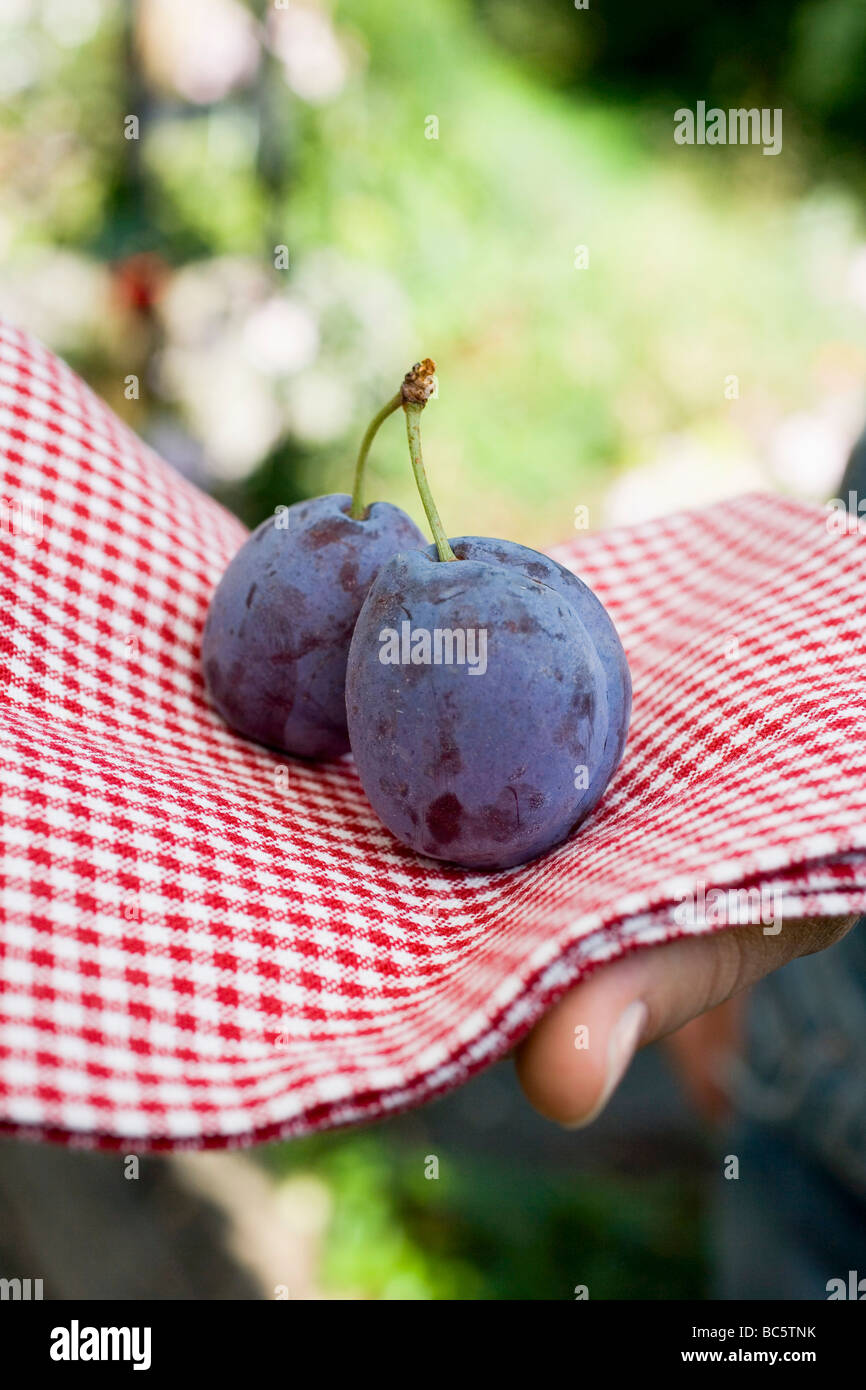 Hand holding two plums on checked cloth Stock Photo - Alamy