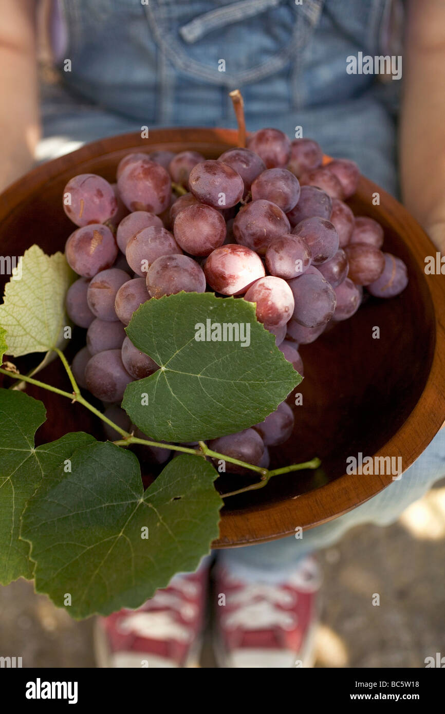 Hand holding grapes leaves hi-res stock photography and images - Alamy