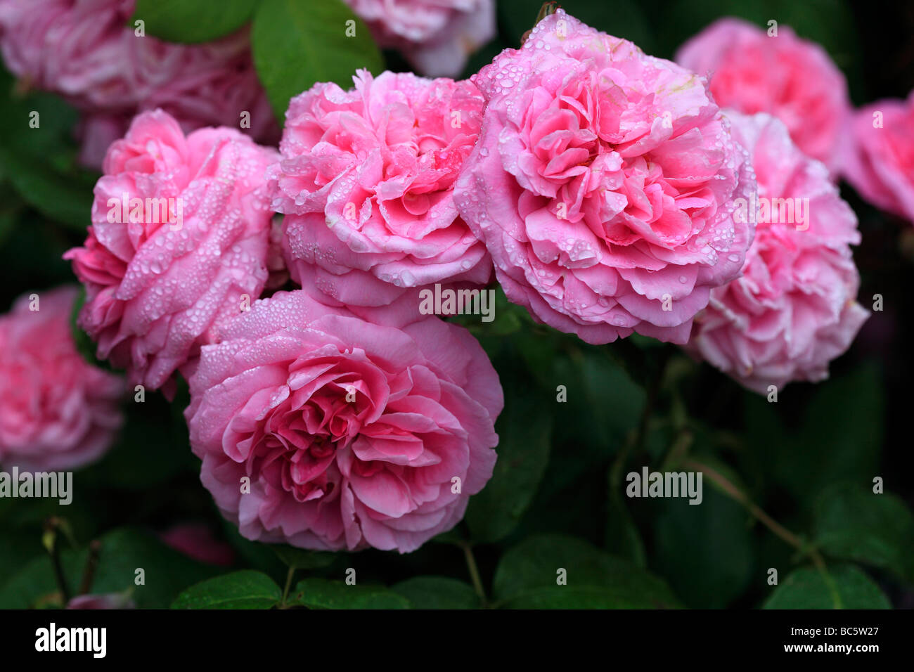 Roses With Rain Drops High Resolution Stock Photography and Images - Alamy