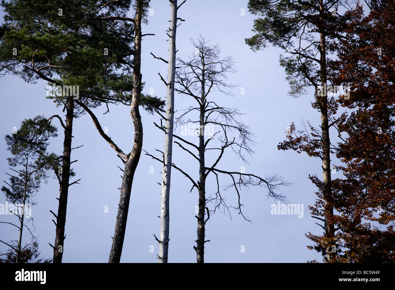 Forest dieback beech forest hi-res stock photography and images - Alamy