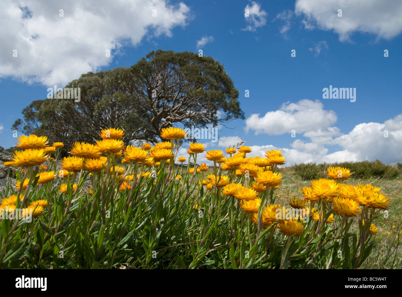 Summer daisies and snow gums Stock Photo - Alamy