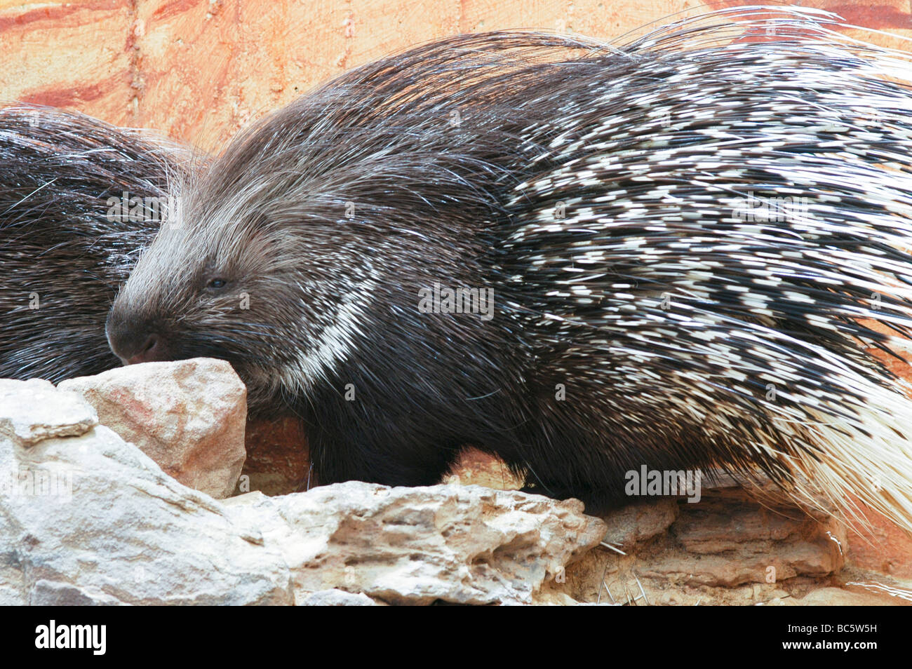 Israel Indian Crested Porcupine Hystrix indica or Indian Porcupine ...