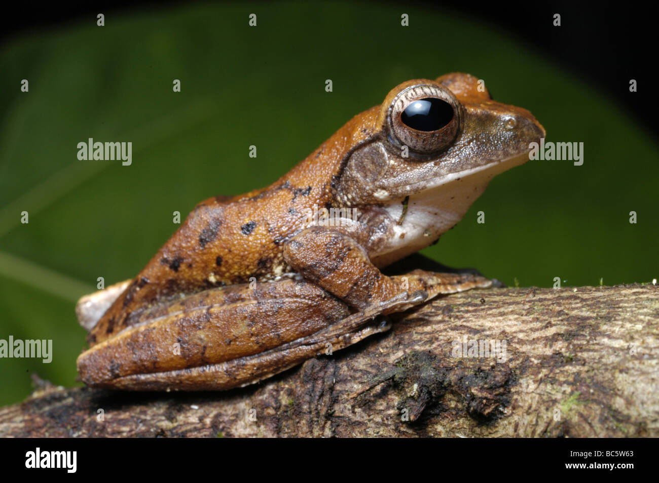 Banded Flying Frog, Rhacophorus fasciatus Stock Photo - Alamy