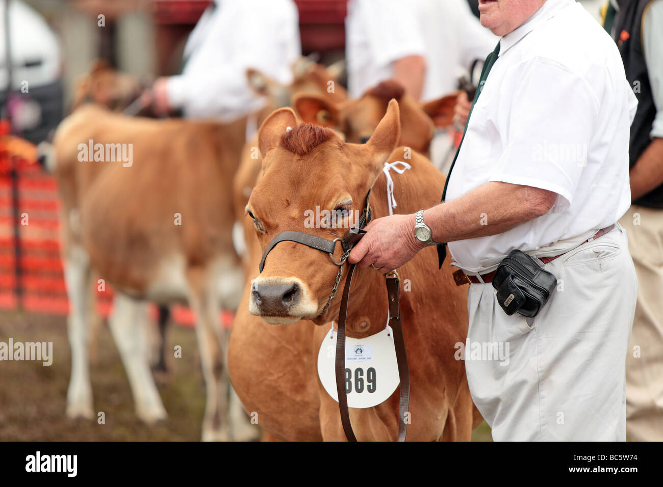 Cattle judges hi-res stock photography and images - Alamy