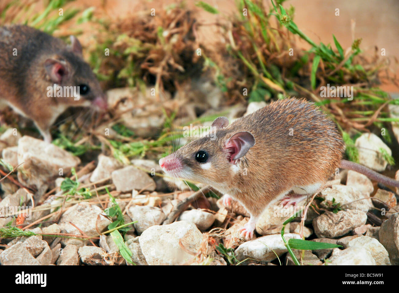 Cairo Spiny Mouse Acomys cahirinus Israel Stock Photo - Alamy