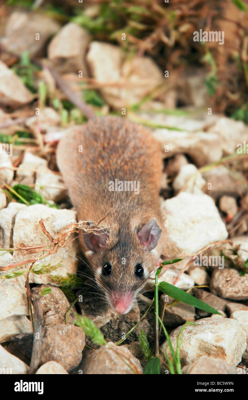 Cairo Spiny Mouse Acomys cahirinus Israel Stock Photo - Alamy