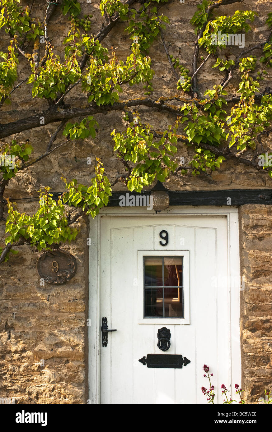 Apricot tree and young fruit in Aynho UK viewed from public highway ...