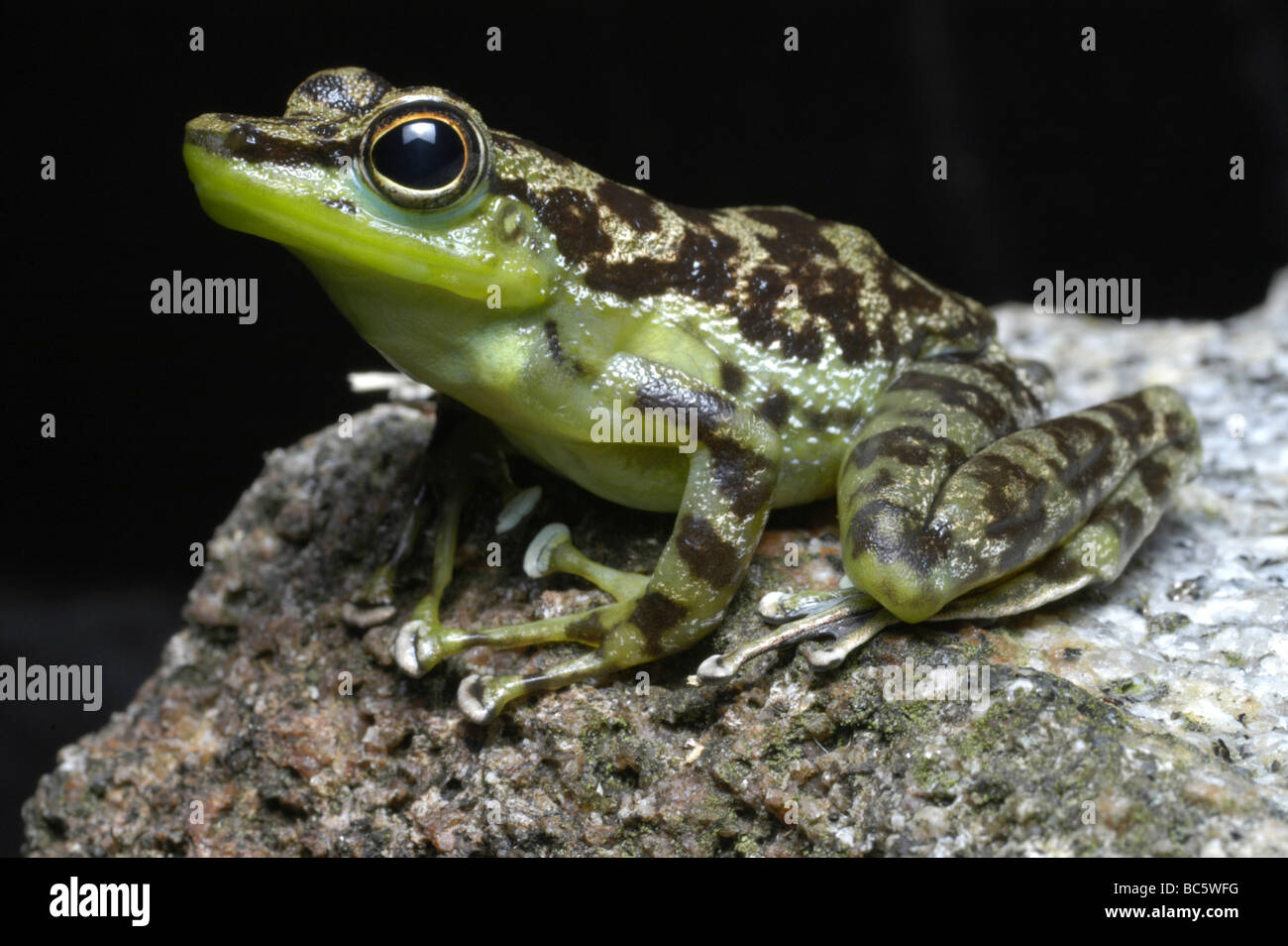 Mindanao splash frog hi-res stock photography and images - Alamy