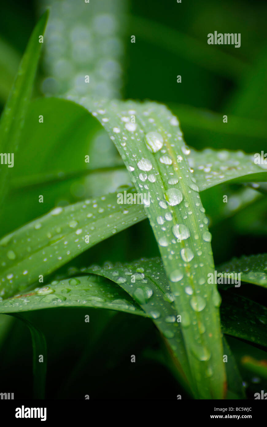 Macro of wet, dewey water droplets forming on the leaf of a green plant ...