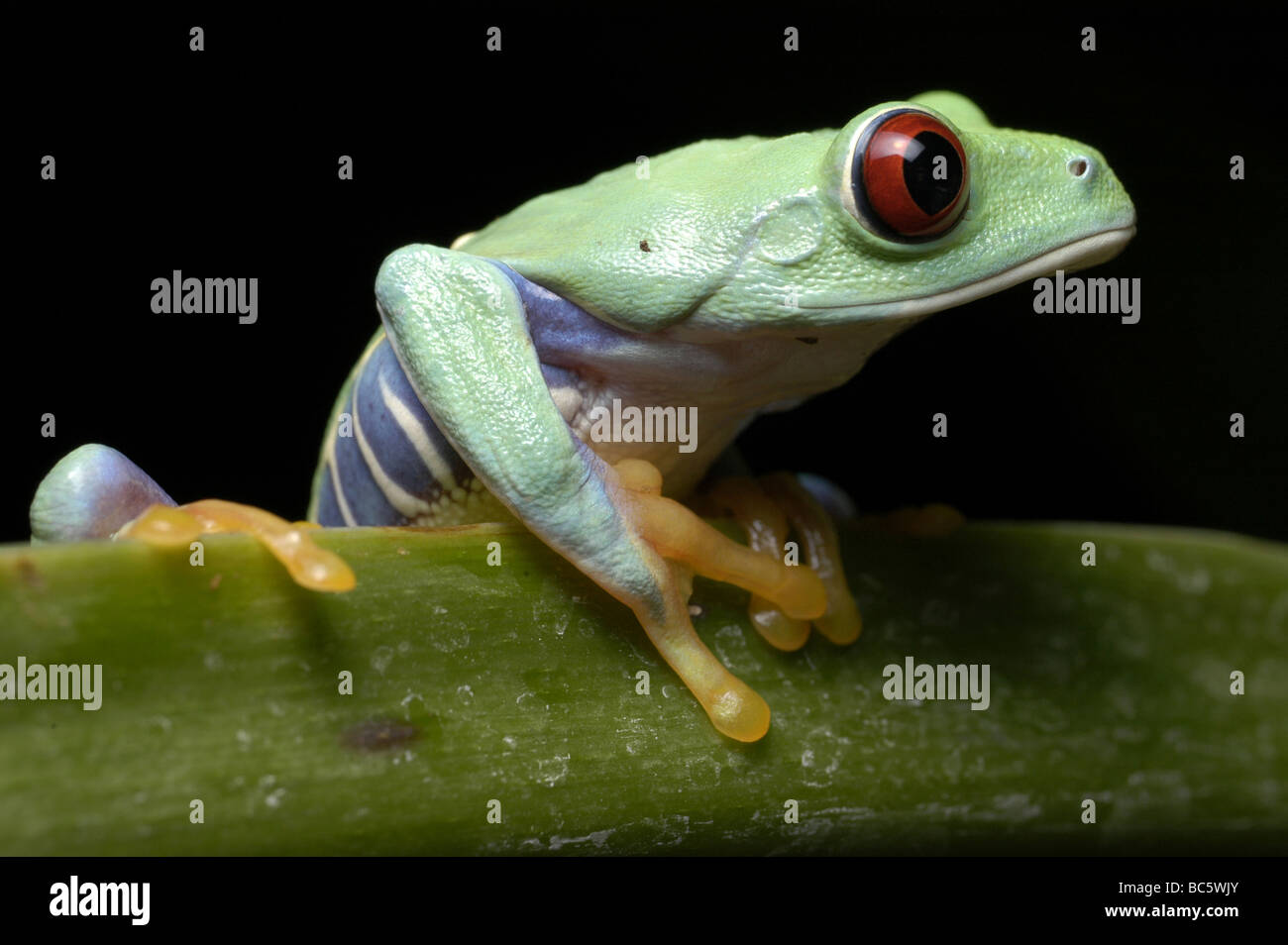 Young Red Eyed Tree Frog, Agalychnis callidrya. Also known as Red Eyed ...