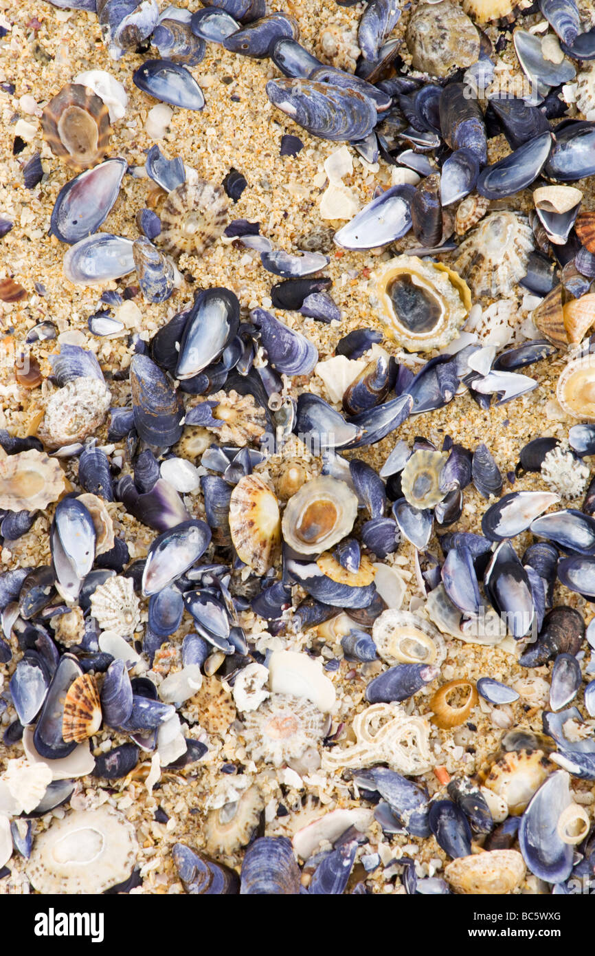 Seashells on a Harris beach, Scotland Stock Photo - Alamy