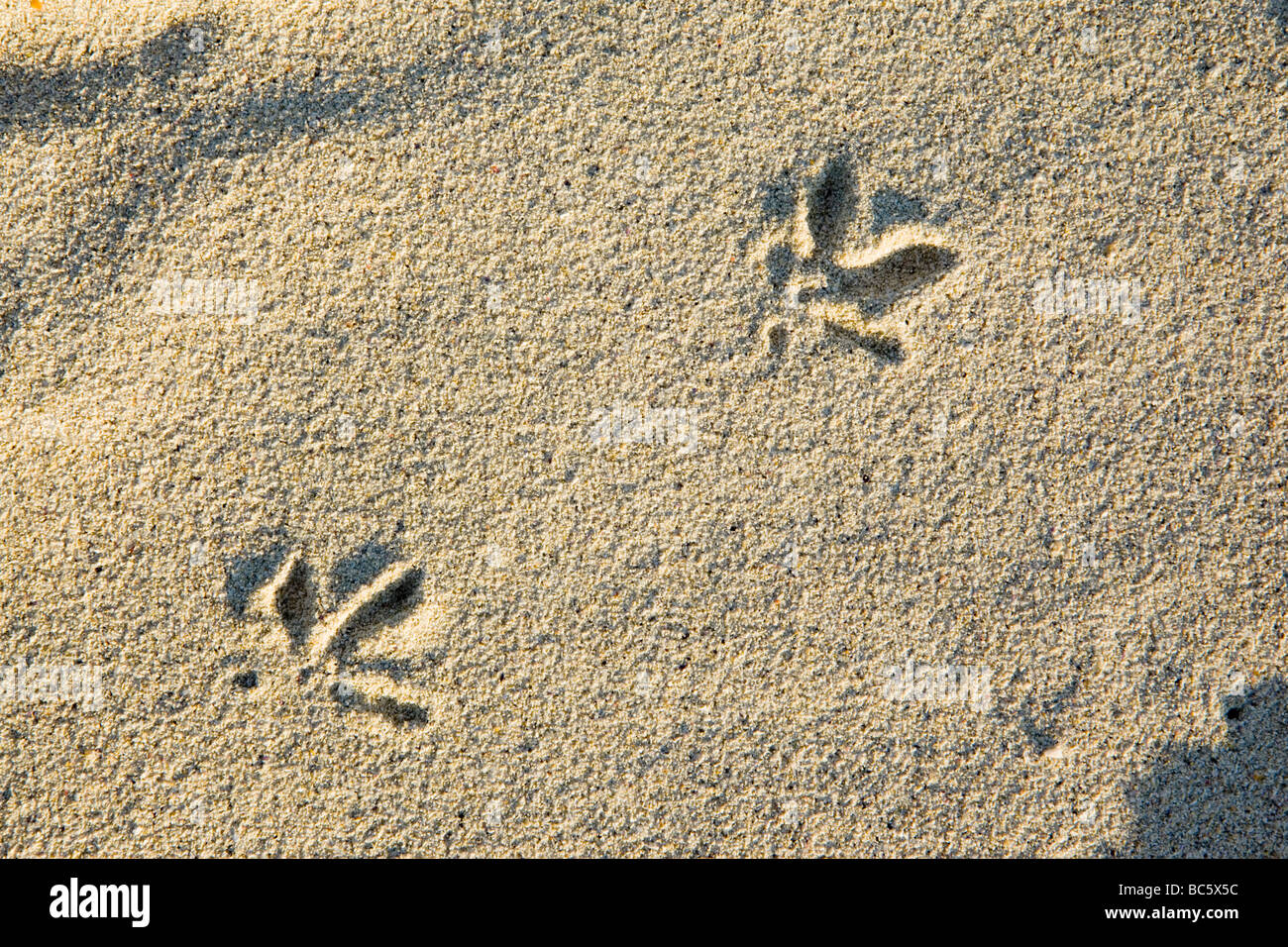 Bird footprint hi-res stock photography and images - Alamy
